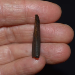 Unique Small Camelid Canine Tooth Pleistocene 10,000 1.8 Million Years ...