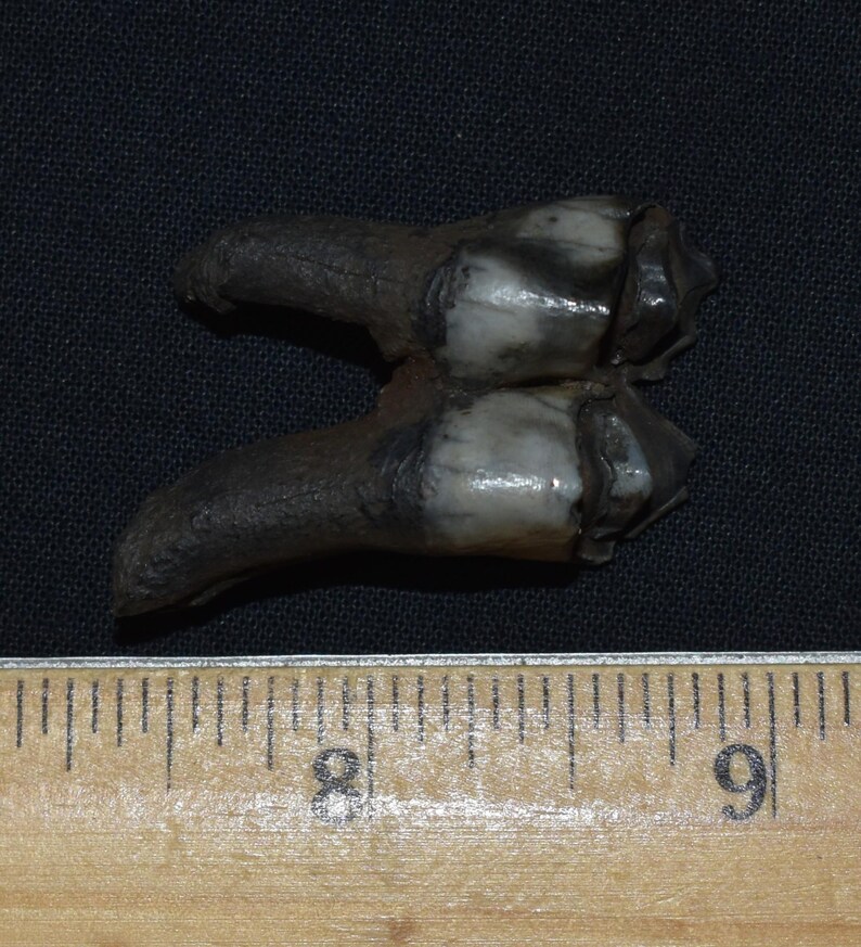 Excellent Camelid Rooted Tooth - Pleistocene 10,000 - 1.8 Million Years ...