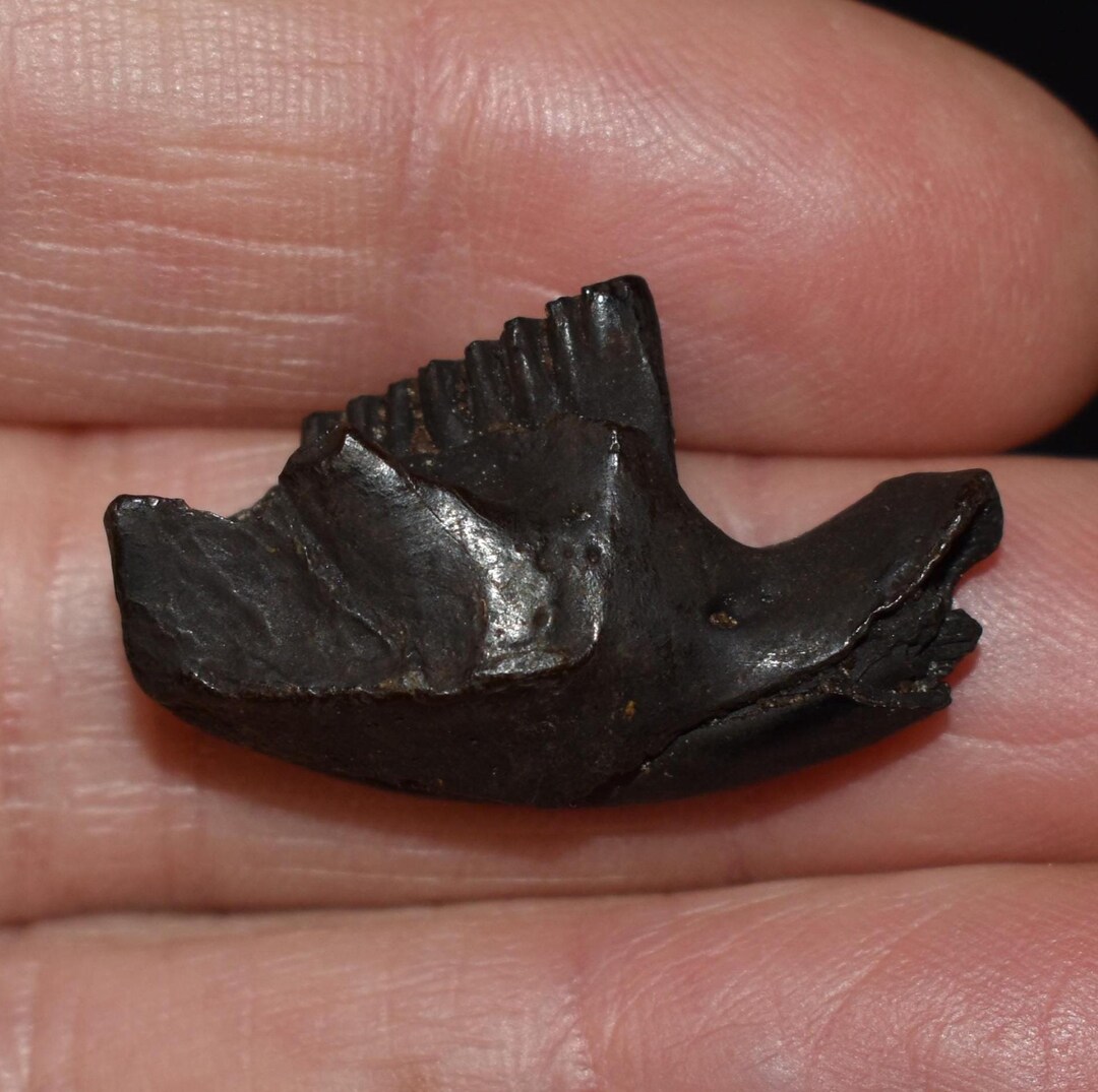 Excellent Fossilized Muskrat Mandible Section - Pleistocene 10,000 - 1. ...