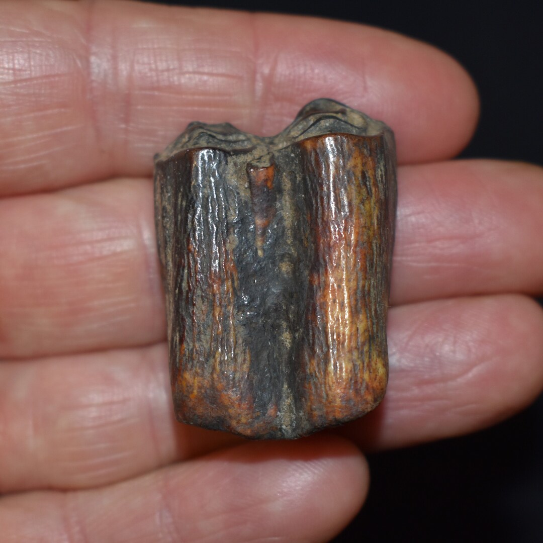 Beautiful Mineralized Ancient Bison/ Bovid Tooth - Etsy