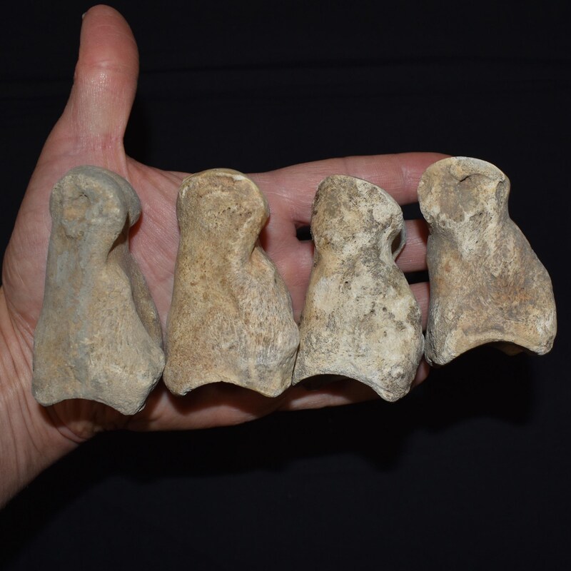 ArtifactsandFossils - Etsy