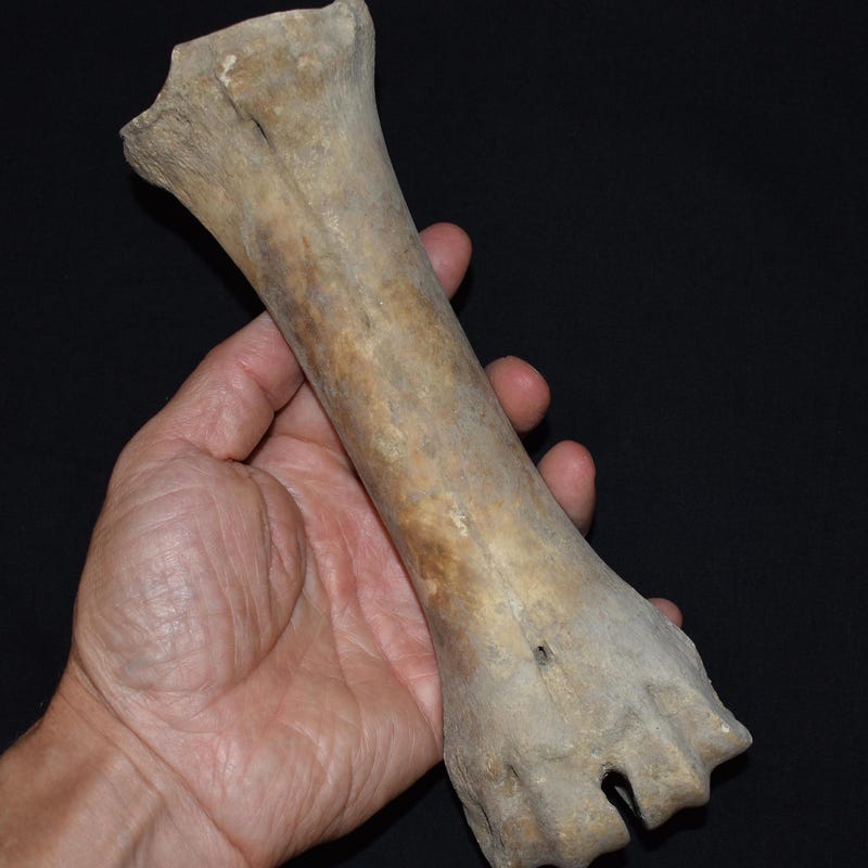 Bison Bone - Etsy