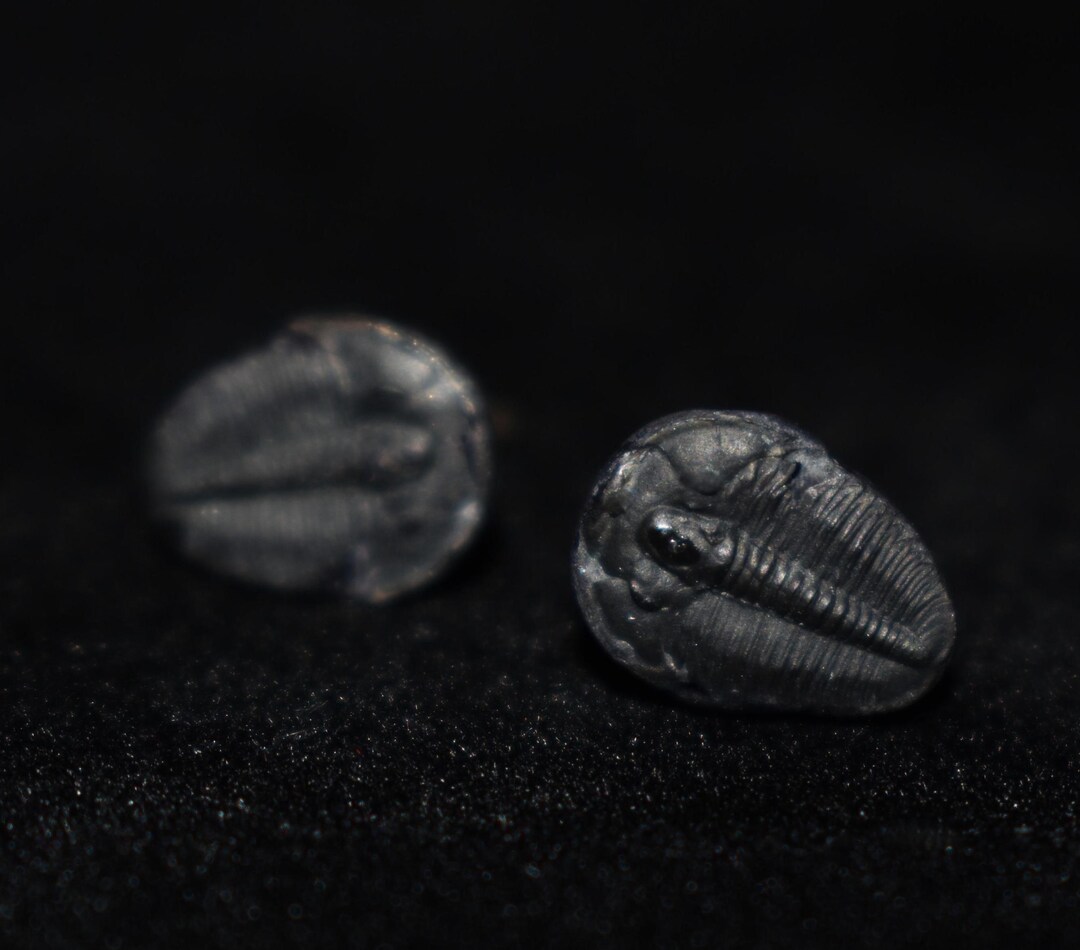 Beautiful Mini Trilobite Earrings With Sterling Silver Posts - Etsy