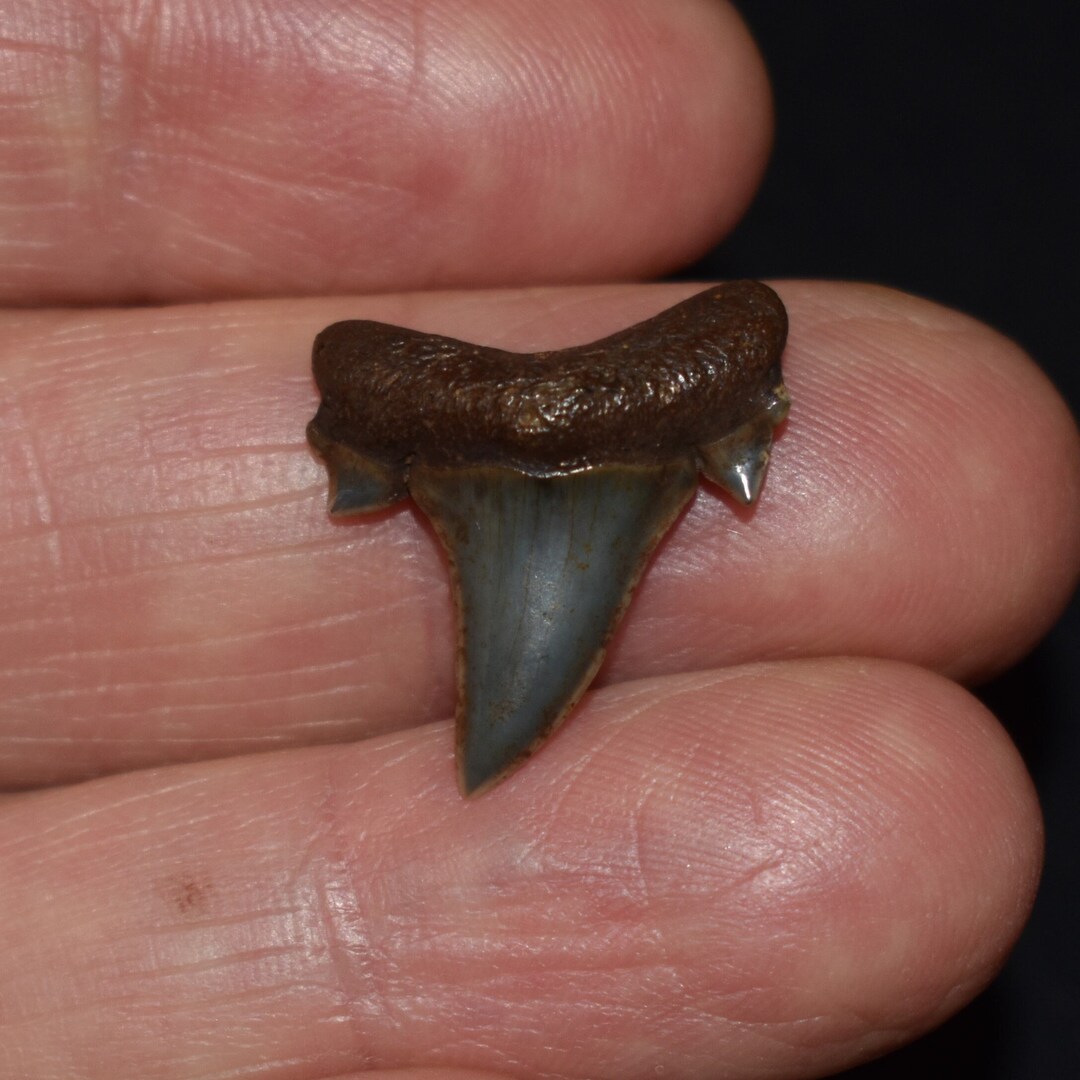 Exceptional Glossy Grey 13/16" Extinct Mackerel Shark Tooth With Intact ...