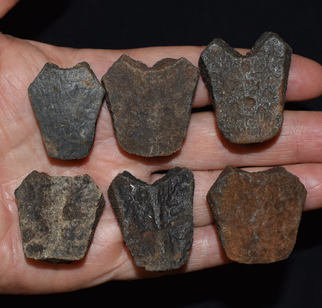 Set Of Six Fossilized Turtle Shell Elements Top Shell Pieces Miocene To