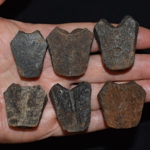 Set of Six Fossilized Turtle Shell Elements top Shell Pieces Miocene to ...