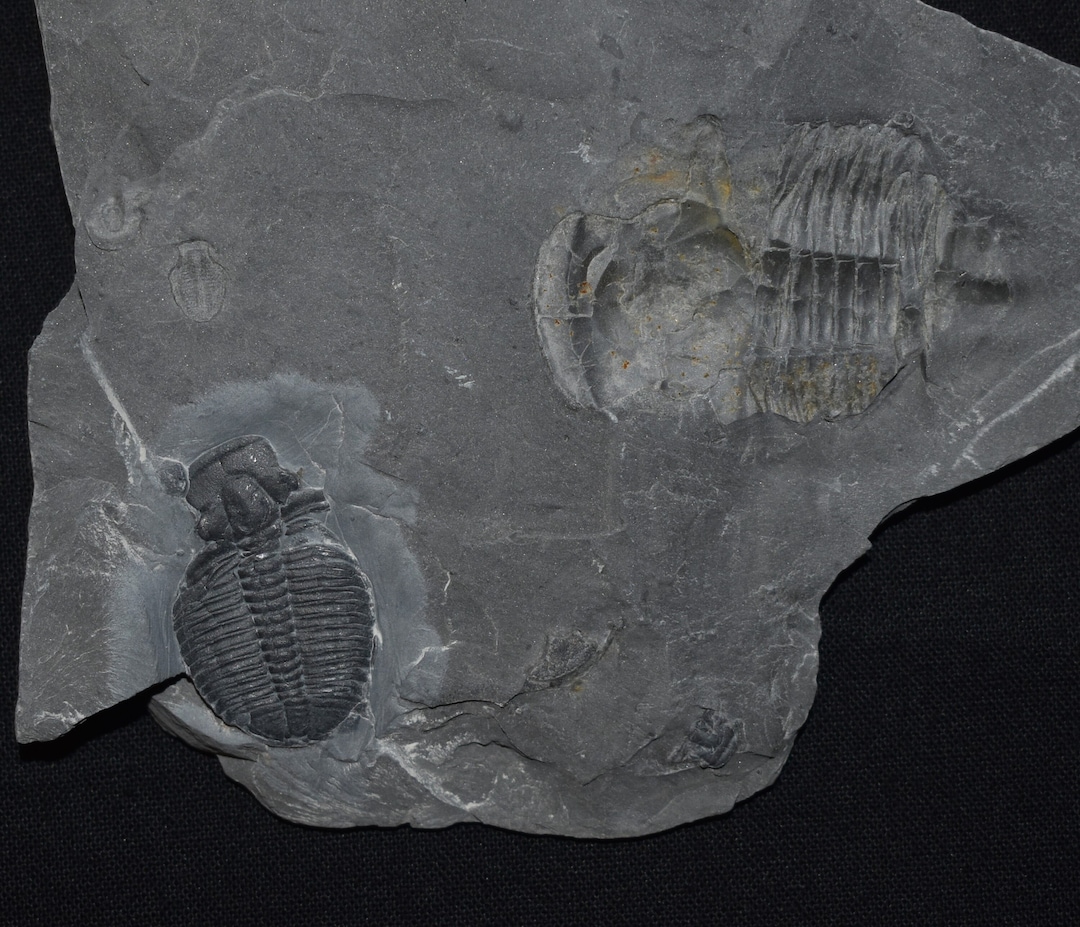 Beautiful Small Elrathia Kingi Trilobite in Matrix Plate With ...