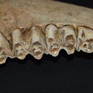 Great Old Bison Jaw With Five Intact Teeth - Etsy