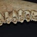Great Old Bison Jaw With Five Intact Teeth - Etsy