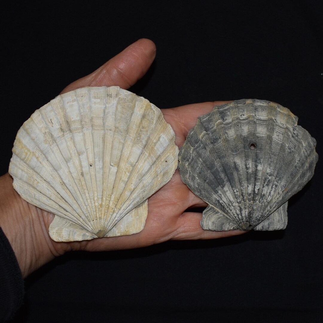 Beautiful Pair of Fossil Shells Pliocene 1.7 - 5+ Million Years - Etsy