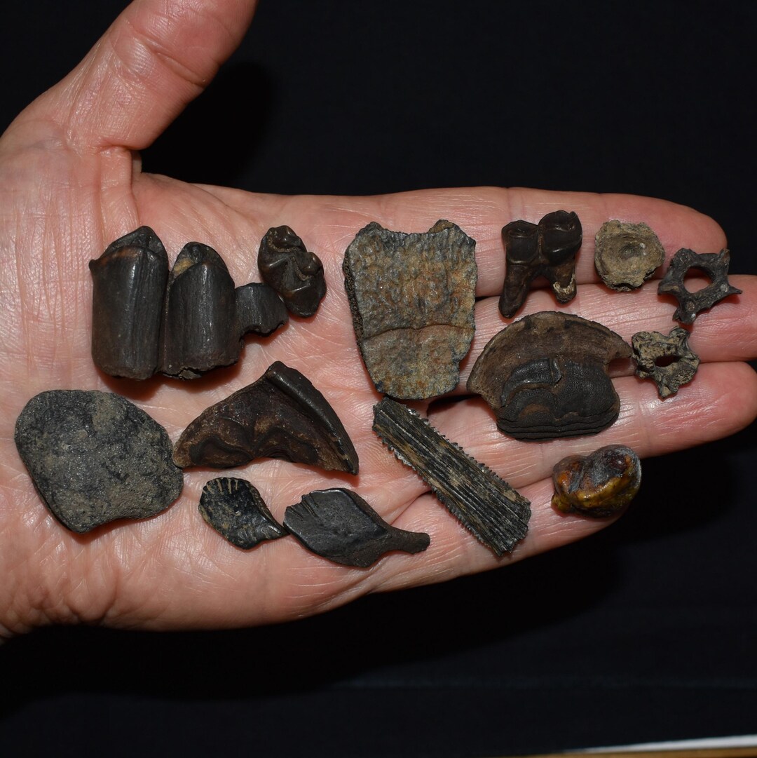 Great Set of 14 Small Fossils - Pleistocene 10,000 - 1.8 Million Years ...