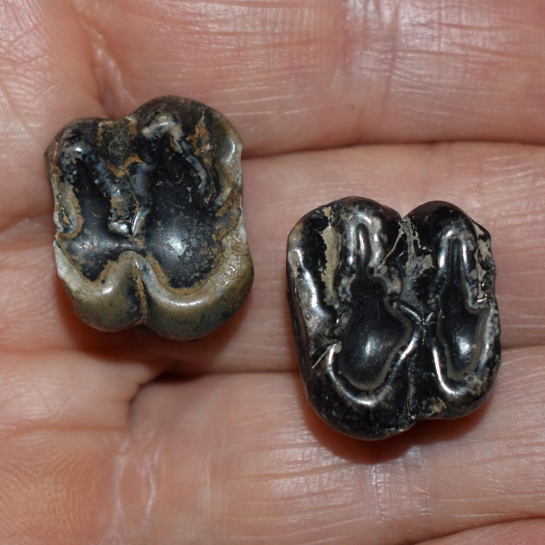 Pair of Beautiful Fossilized Pleistocene Manatee Teeth 10,000 - 1.8 ...