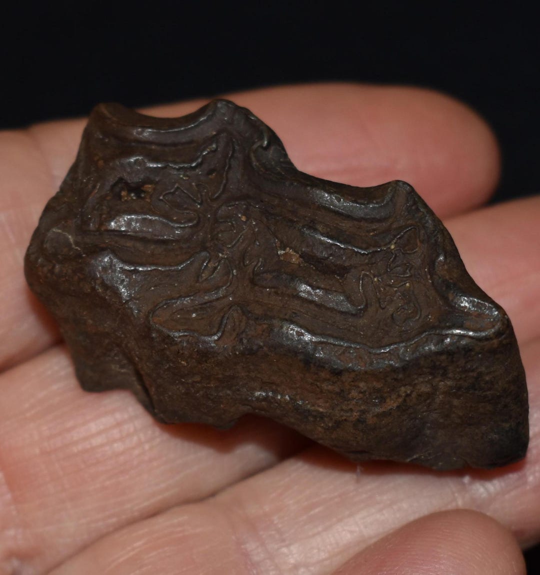 Very Unique Heavily Worn Fossilized Pleistocene Equus Horse Tooth ...