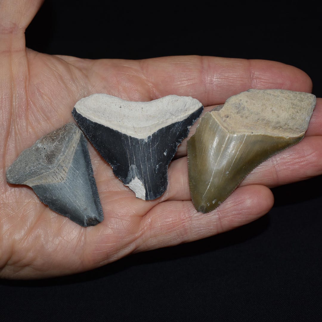 Cool Authentic Set of Three Fossilized Small Megalodon Partial Shark ...