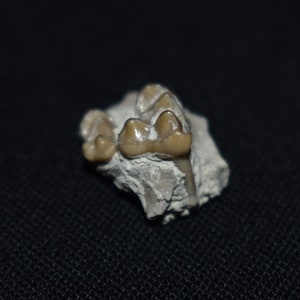 Exceptional and Rare Small Canid Teeth Hesperocyon Gregarius Oligocene ...