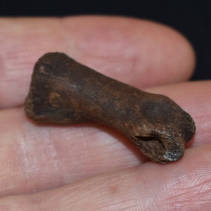 Great Alligator Fossil Toe Bone - Pleistocene 10,000 - 1.8 Million ...