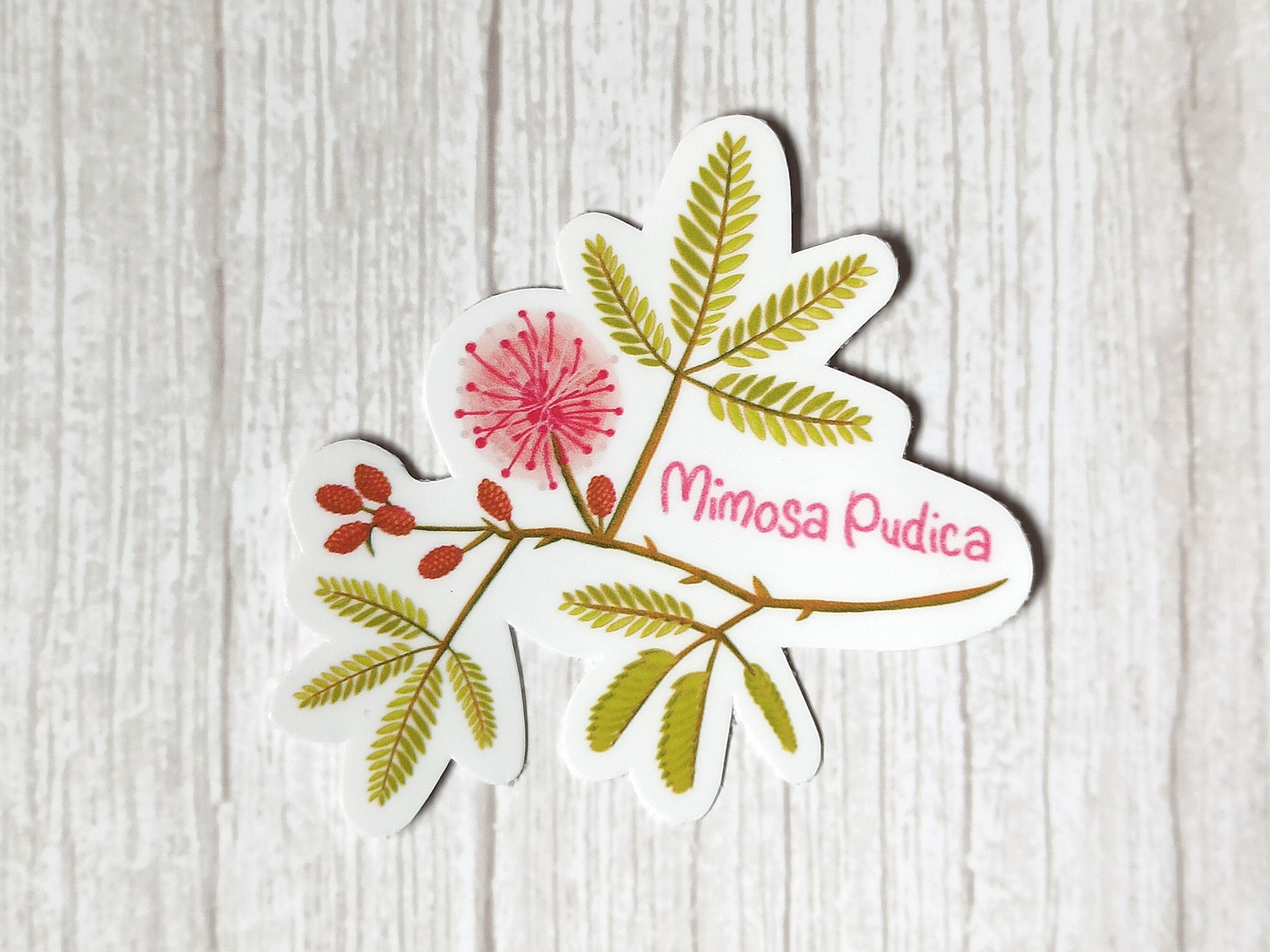 Mimosa Pudica, Vinyl Waterproof Sticker, Science Sticker for Nature ...