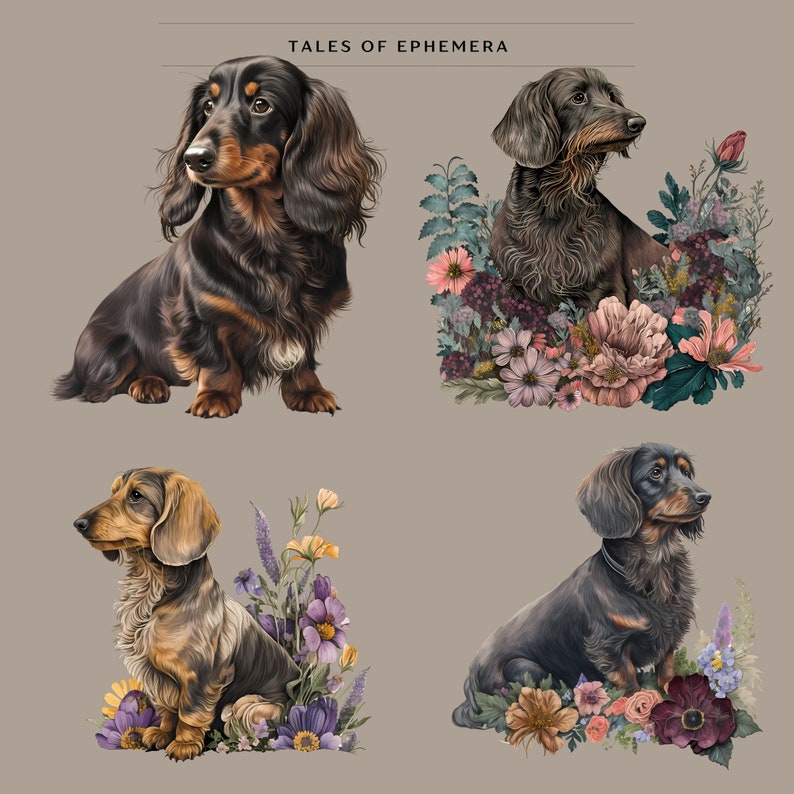 12 Dachshund Clipart Pack in Transparent PNG Full Commercial - Etsy