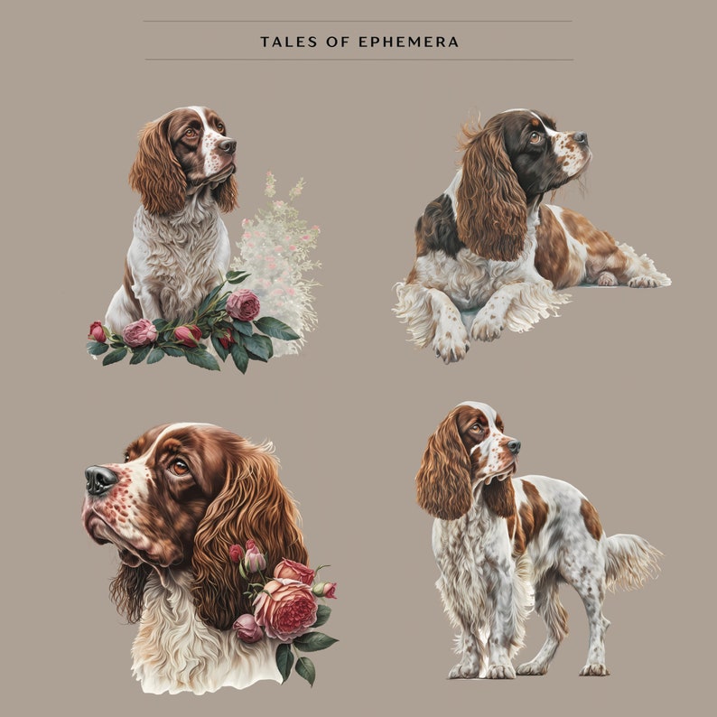 12 Spaniel Clipart Pack in Transparent PNG, Full Commercial Use ...