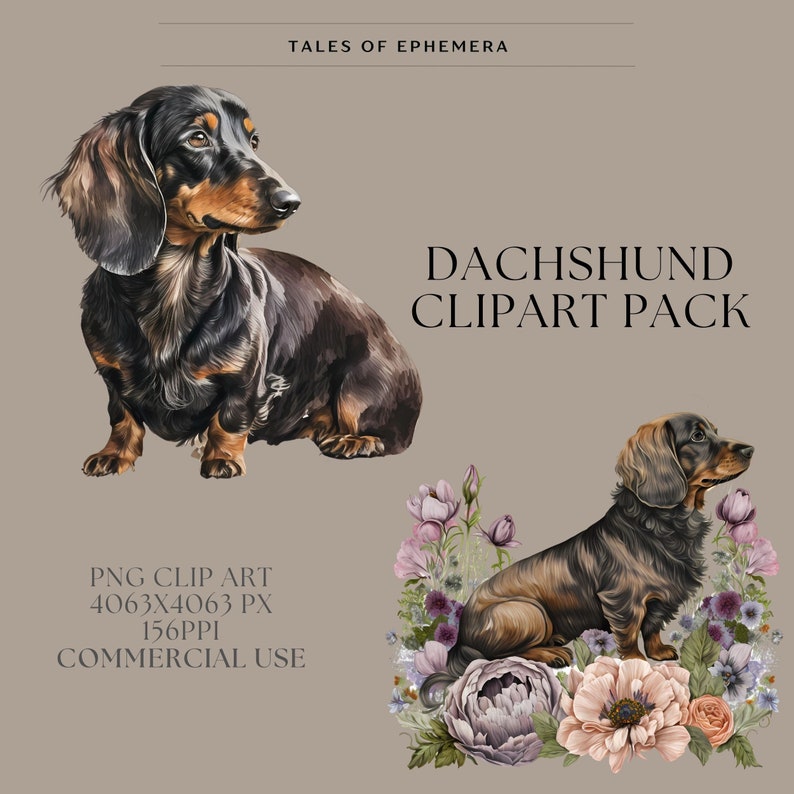 12 Dachshund Clipart Pack in Transparent PNG Full Commercial - Etsy