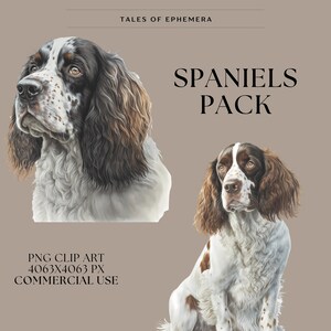 12 Spaniel Clipart Pack in Transparent PNG, Full Commercial Use ...