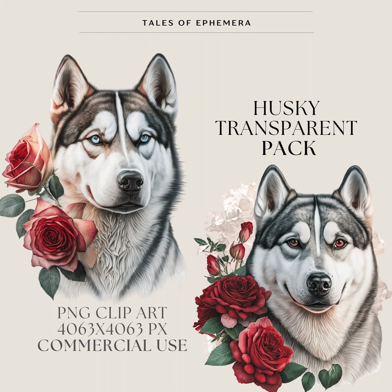 12 Husky Clipart Pack in Transparent PNG Full Commercial Use - Etsy