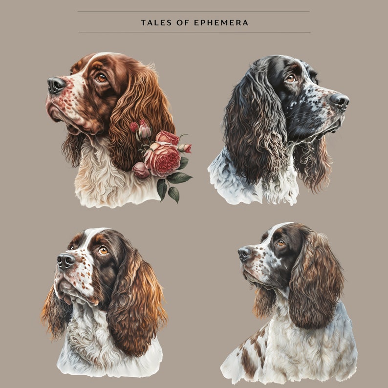 12 Spaniel Clipart Pack in Transparent PNG Full Commercial - Etsy