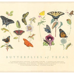 Butterflies of Texas Fine Art Botanical Poster - Etsy