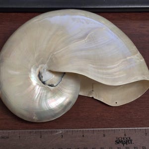 White Pearlized Chambered Nautilus SEA SHELL Nautical Beach Decor 7" - Etsy
