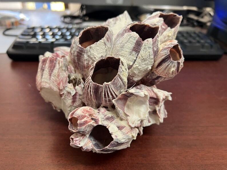 Purple Barnacle Coral Cluster Sea Shell Reef Tank Aquarium - Etsy