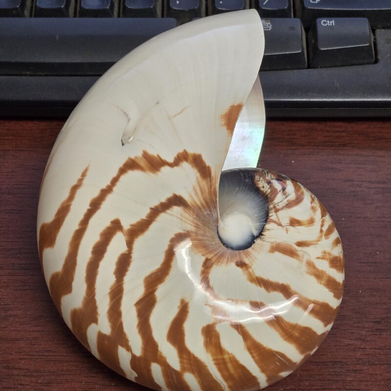 Chambered Nautilus - Etsy