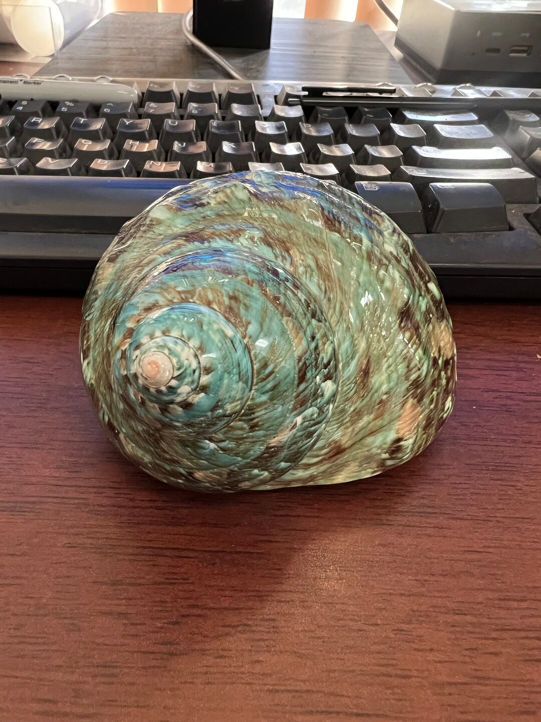 Large Green Jade Turbo Hermit Crab Sea Shell 4" - Etsy