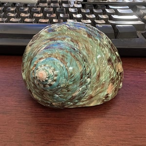 Large Green Jade Turbo Hermit Crab Sea Shell 4" - Etsy