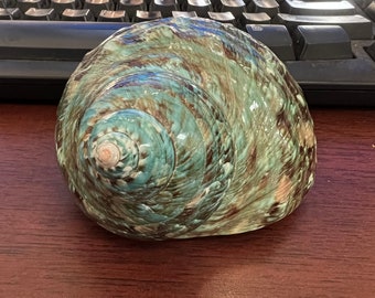 X-large Polished Jade Turbo Shell - 4-4.5” - Green Turbo Seashell - Collectible Seashells - Etsy