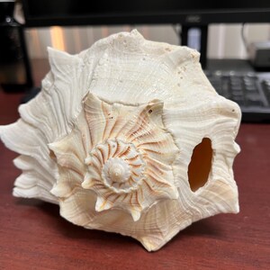 Right Handed Tiger Whelk Seashell DAKSHINAVARTI SHANKH 9” - Etsy