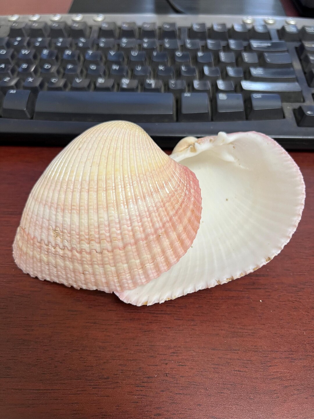2 Pieces PAIRED PINK CLAM Shell Seashell Nautical Aquarium Decor - Etsy