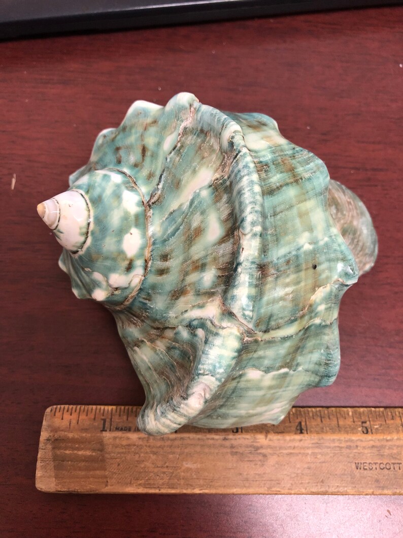 Very LARGE Green TURBO Hermit Crab Shell Decor 5 | Etsy