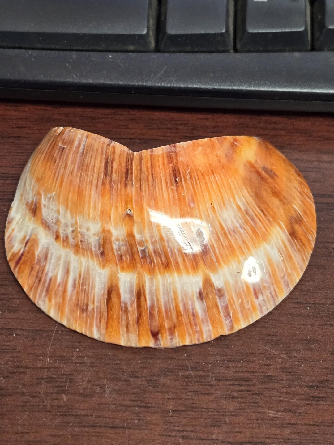 Coral Red Polished Spiny Oyster Shell Blank for Cabochons or Carving - Etsy