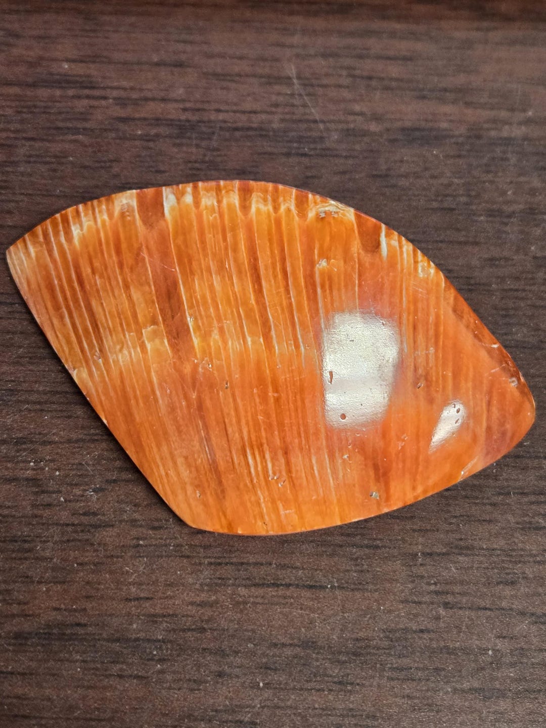 Coral Red Polished Spiny Oyster Shell Blank for Cabochons or Carving - Etsy