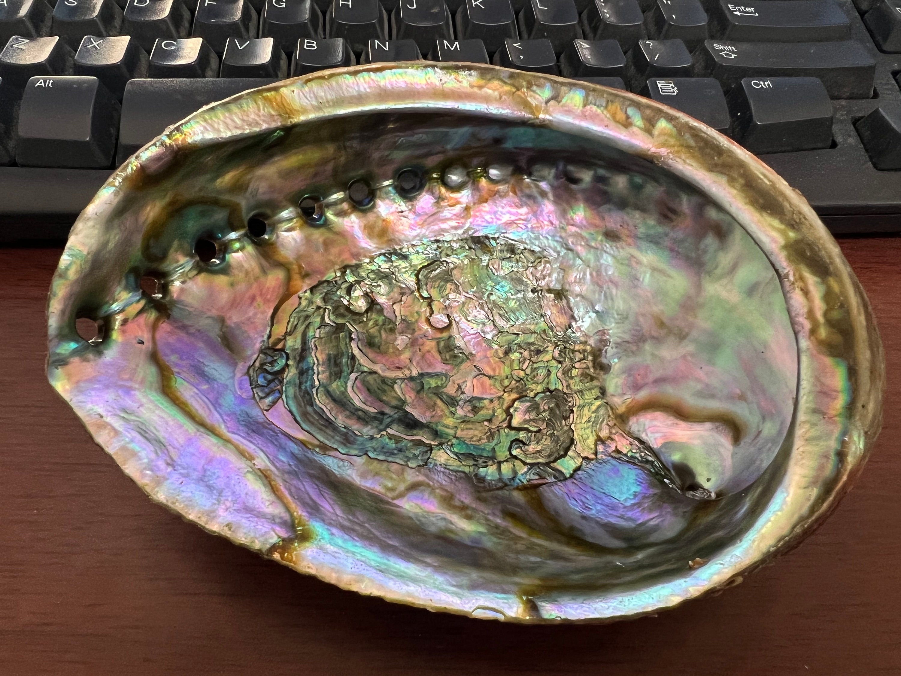 Very Large BLUE GREEN ABALONE Shell Smudging Spiritual - Etsy