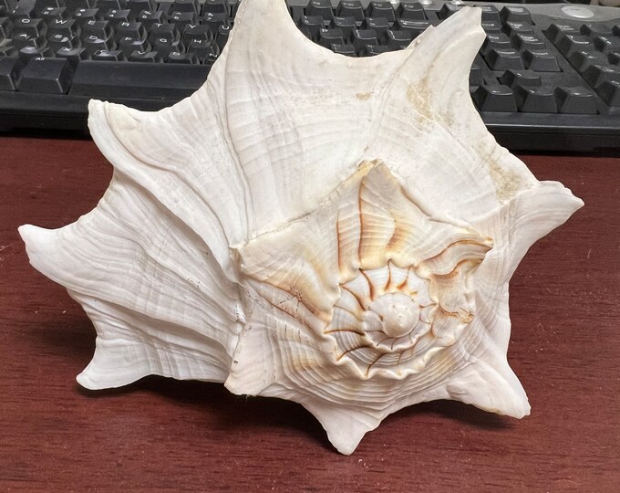 Right Handed Tiger Whelk Seashell DAKSHINAVARTI SHANKH 6 - Etsy