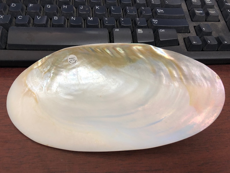 WHITE Polished Fresh Water Clam SEA SHELL Plate Craft Decor 9" - 10" - Etsy