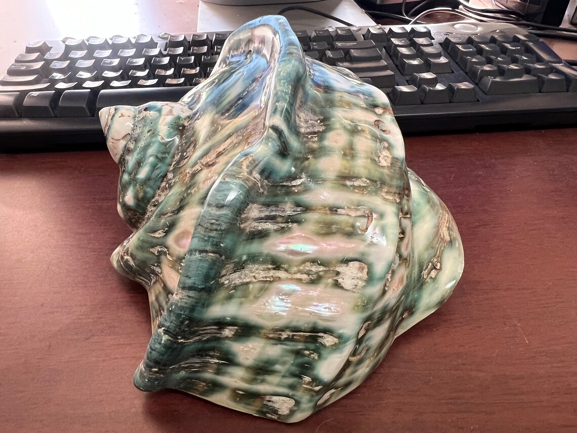 Very LARGE Green TURBO Hermit Crab Shell Decor 6 - Etsy