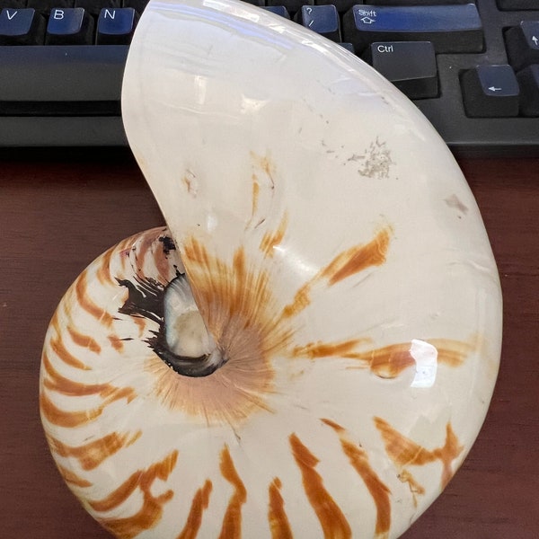 Large Nautilus Shell - Etsy