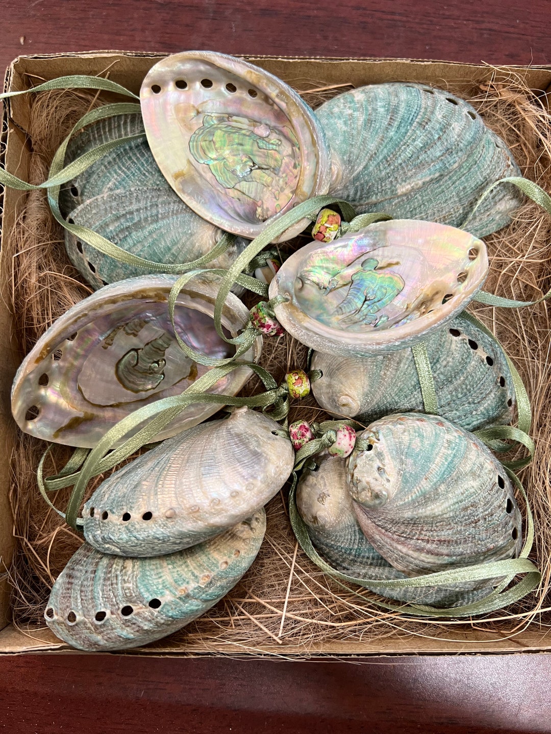 12 Pcs Green ABALONE SHELL ORNAMENT Nautical Decor - Etsy