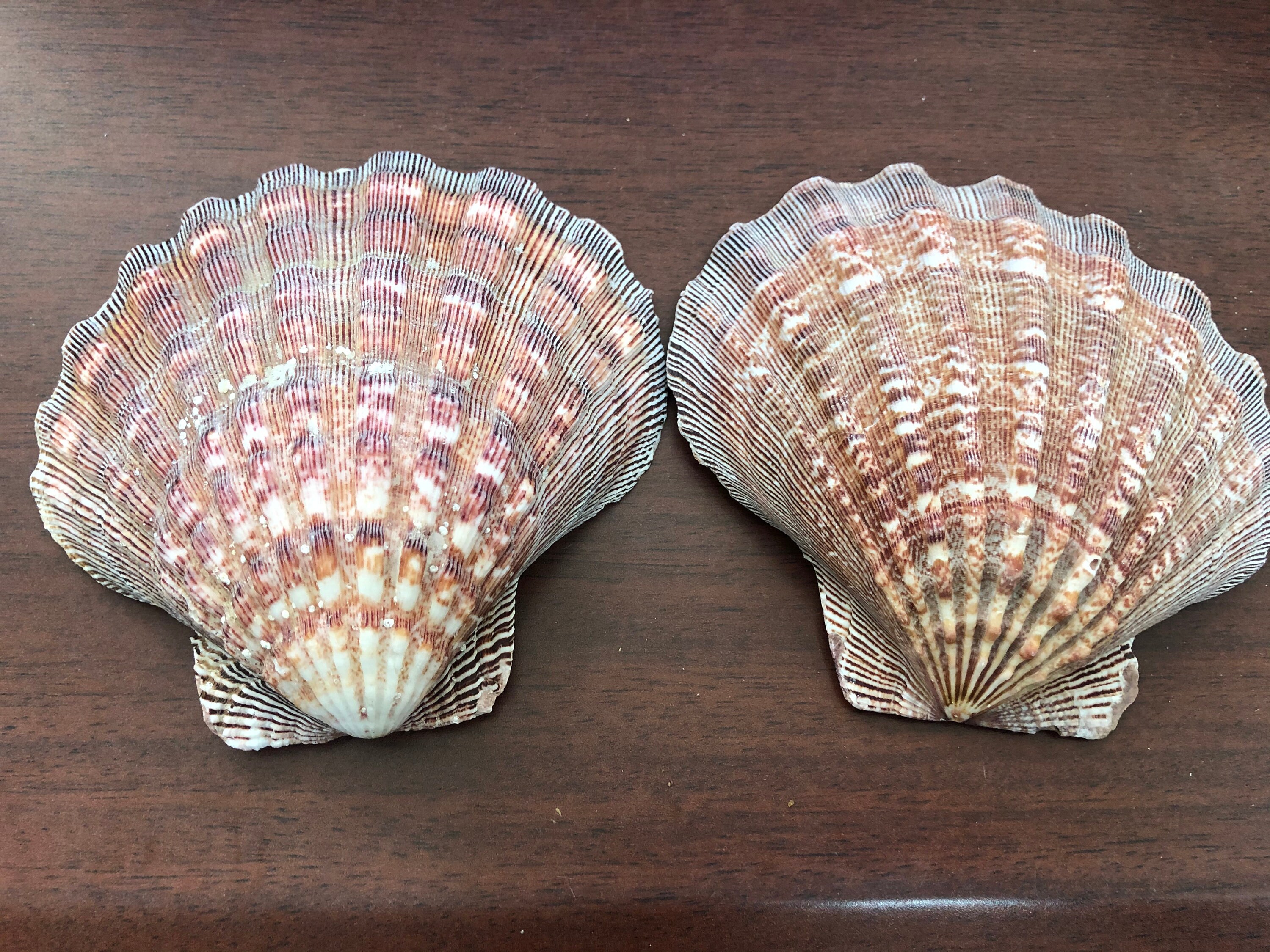 2 Pcs Purple Lion Paw Clam Dish Scallop Beach Sea Shell Pair 5 - Etsy