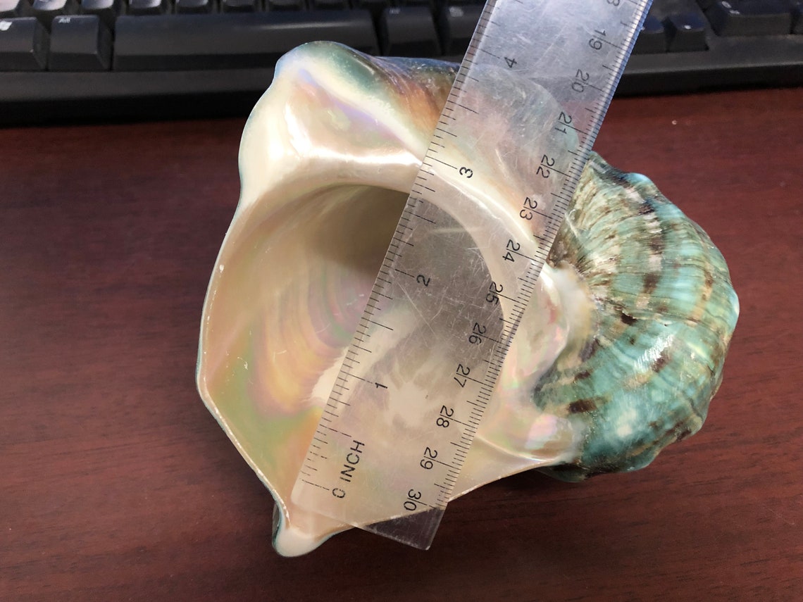 Very LARGE Green TURBO Hermit Crab Shell Decor 5 | Etsy