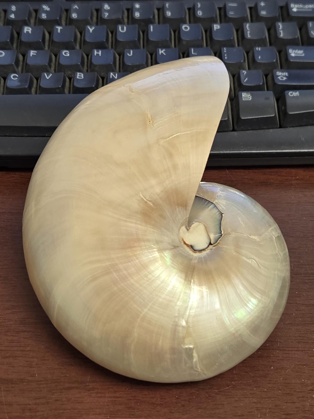 White Pearlized Chambered Nautilus SEA SHELL Nautical Beach Decor 6" - Etsy