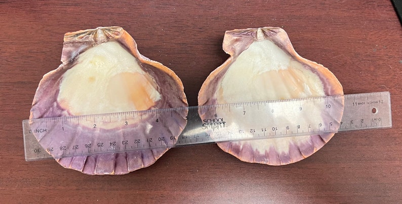 2 Pcs Orange Lion Paw Clam Dish Scallop Beach Sea Shell Pair 5 - Etsy