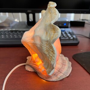 Conch SHELL Nautical Beach Decor NIGHTLIGHT LAMP - Etsy